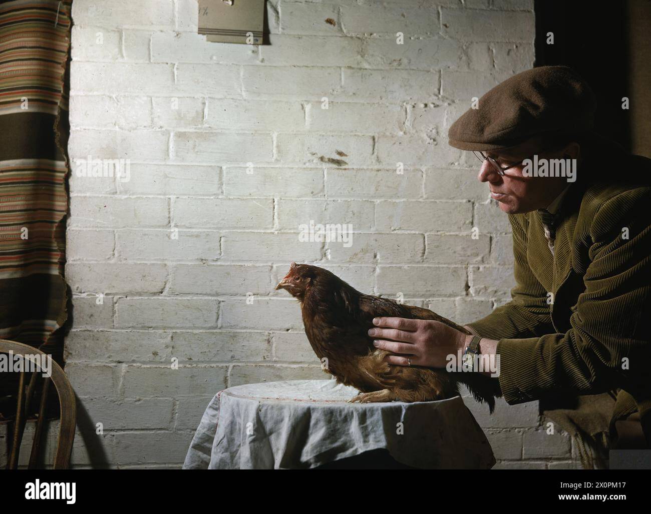 Poultry standards hi-res stock photography and images - Alamy