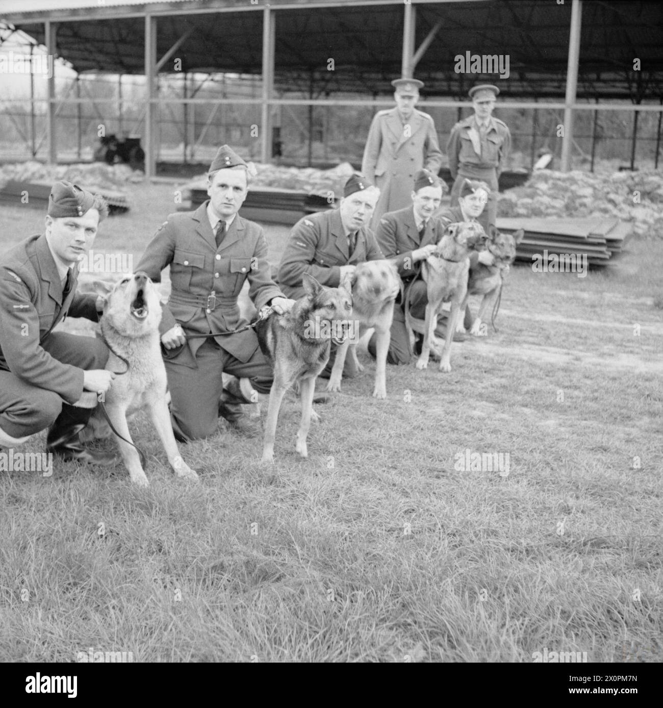 RAF guard dogs and handlers paraded at Hawker Aircraft Company airfield ...