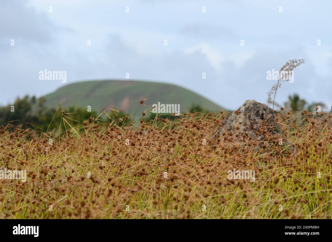 A field of grass with a cloud in the sky. The shape of a volcano can be ...