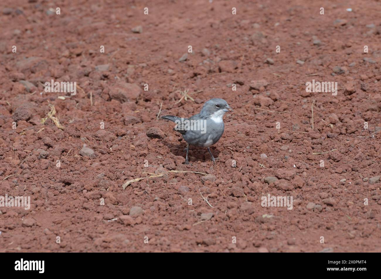 A grey-feathered bird stands alone on the compact soil of a reddish ...