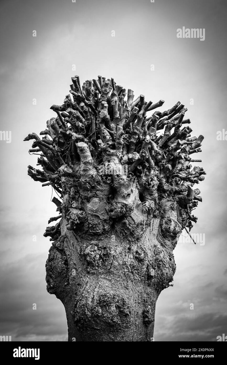 Black beech tree hi-res stock photography and images - Alamy