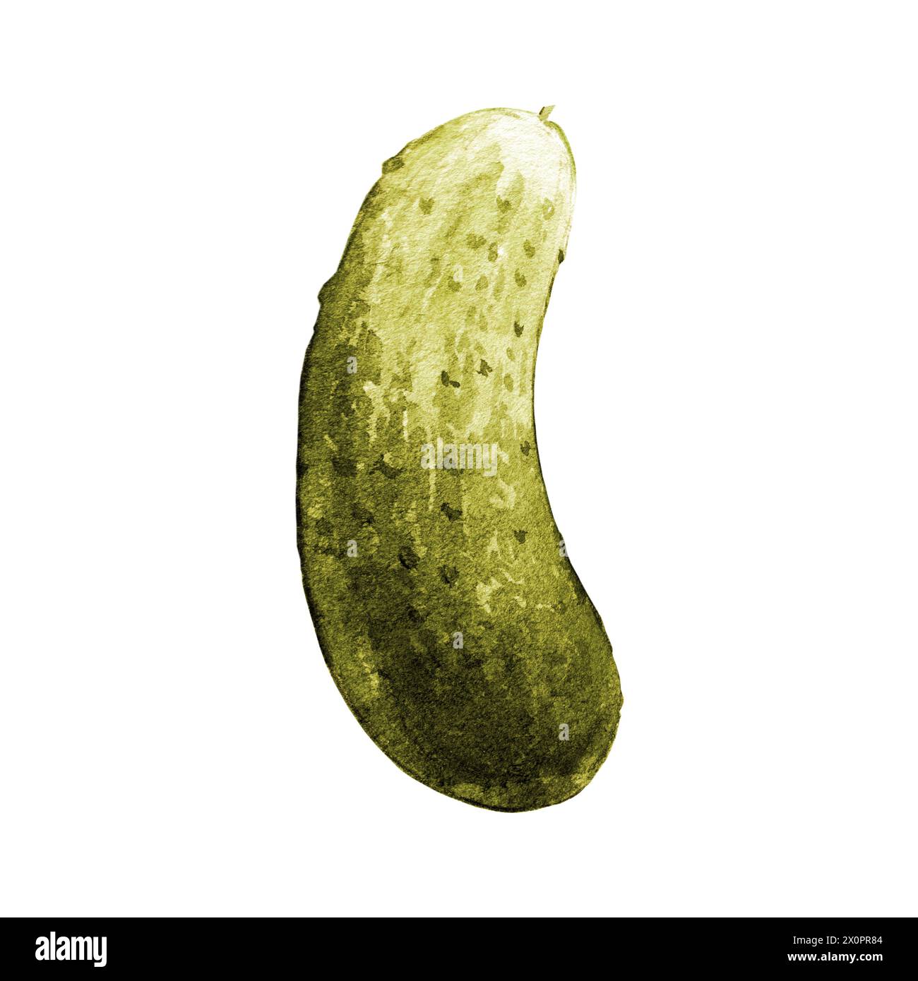 Pickle watercolor illustration on white background Stock Photo - Alamy