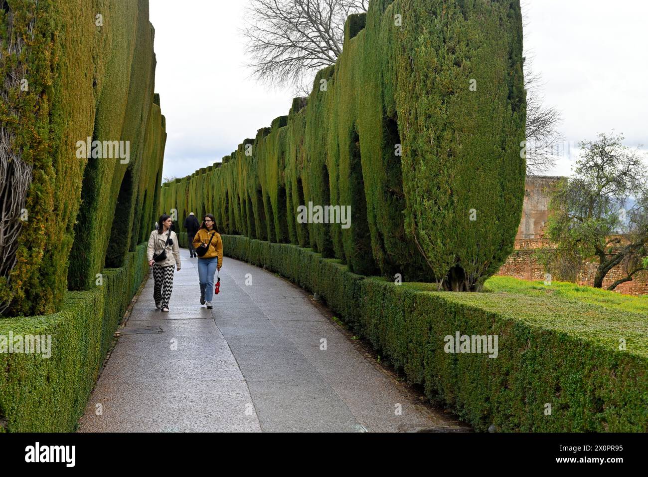 People walking along footpath lined in neatly trimmed topiary hedges ...