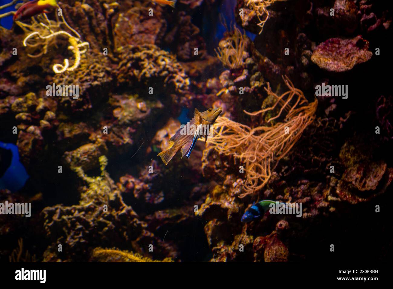 Fish hiding from predator hi-res stock photography and images - Alamy