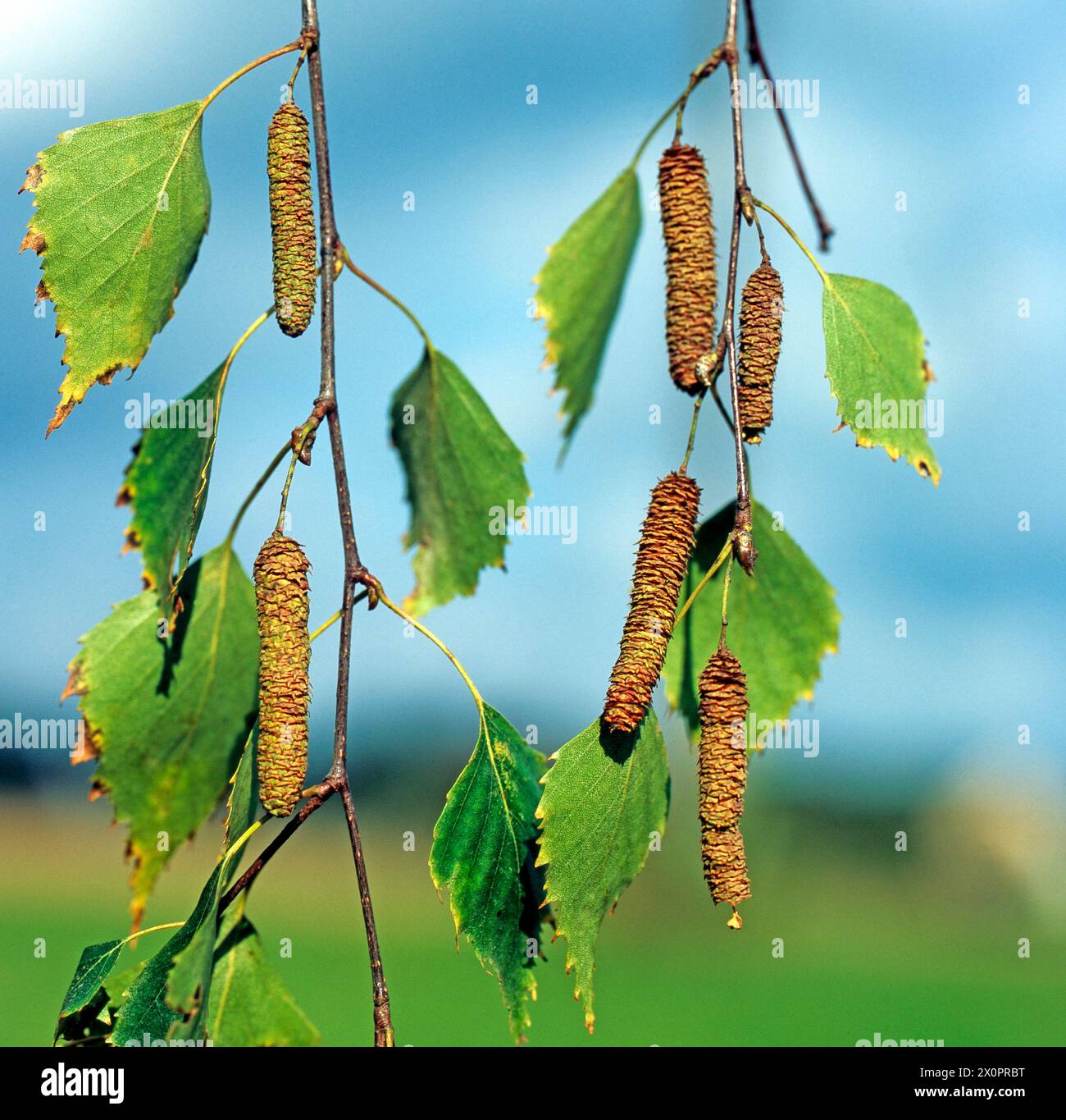 Silver birch seeds hi-res stock photography and images - Alamy