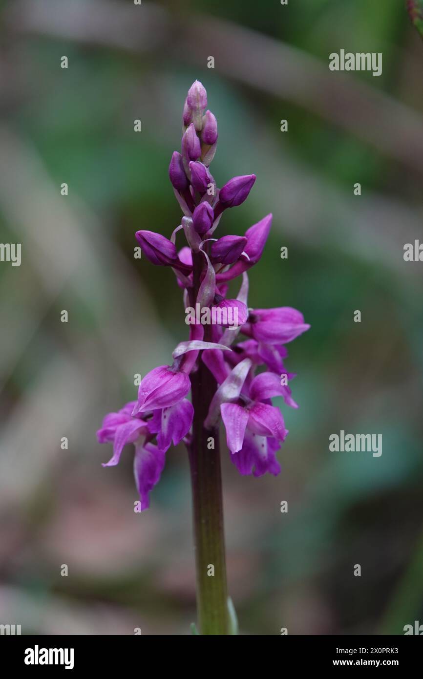 British native orchids hi-res stock photography and images - Alamy