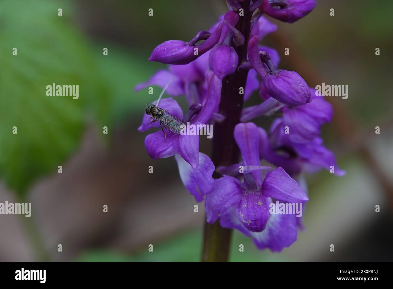 Spring UK, Fly on Early Purple Orchid Flower Stock Photo - Alamy