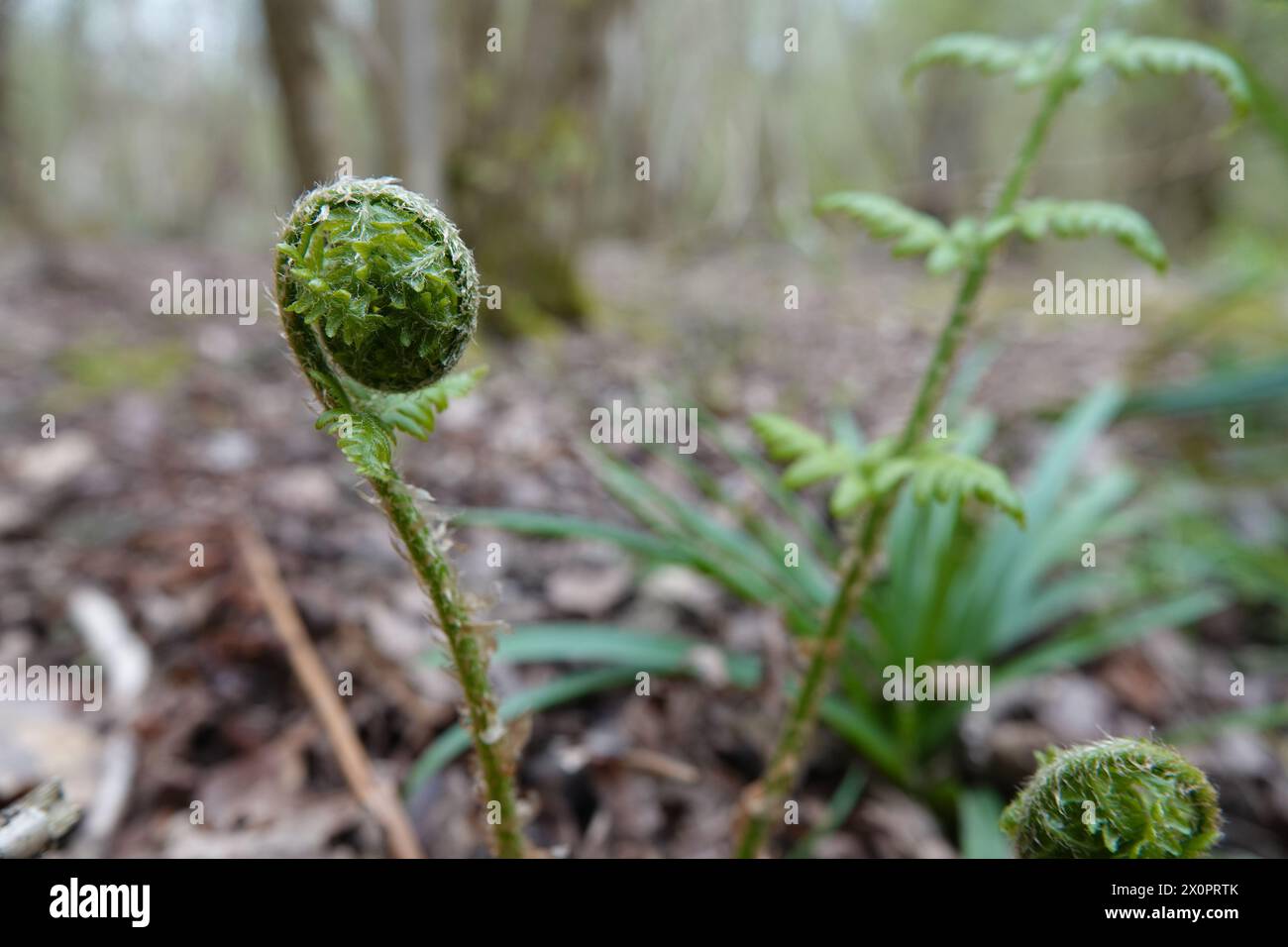 Spring UK, Fern Fronds Unwinding Stock Photo - Alamy