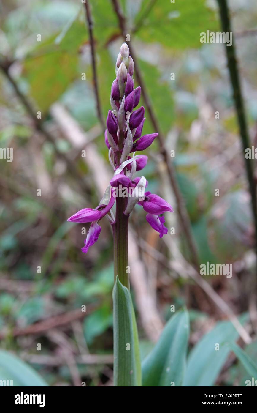Very new flower spike hi-res stock photography and images - Alamy