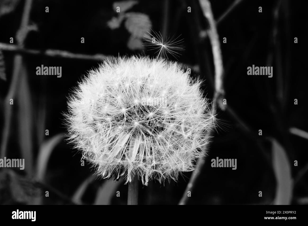 Spreading w Black and White Stock Photos & Images - Alamy