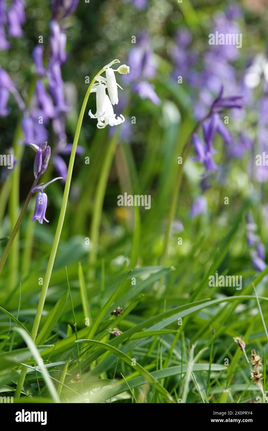 Native british wild bluebell hi-res stock photography and images - Alamy