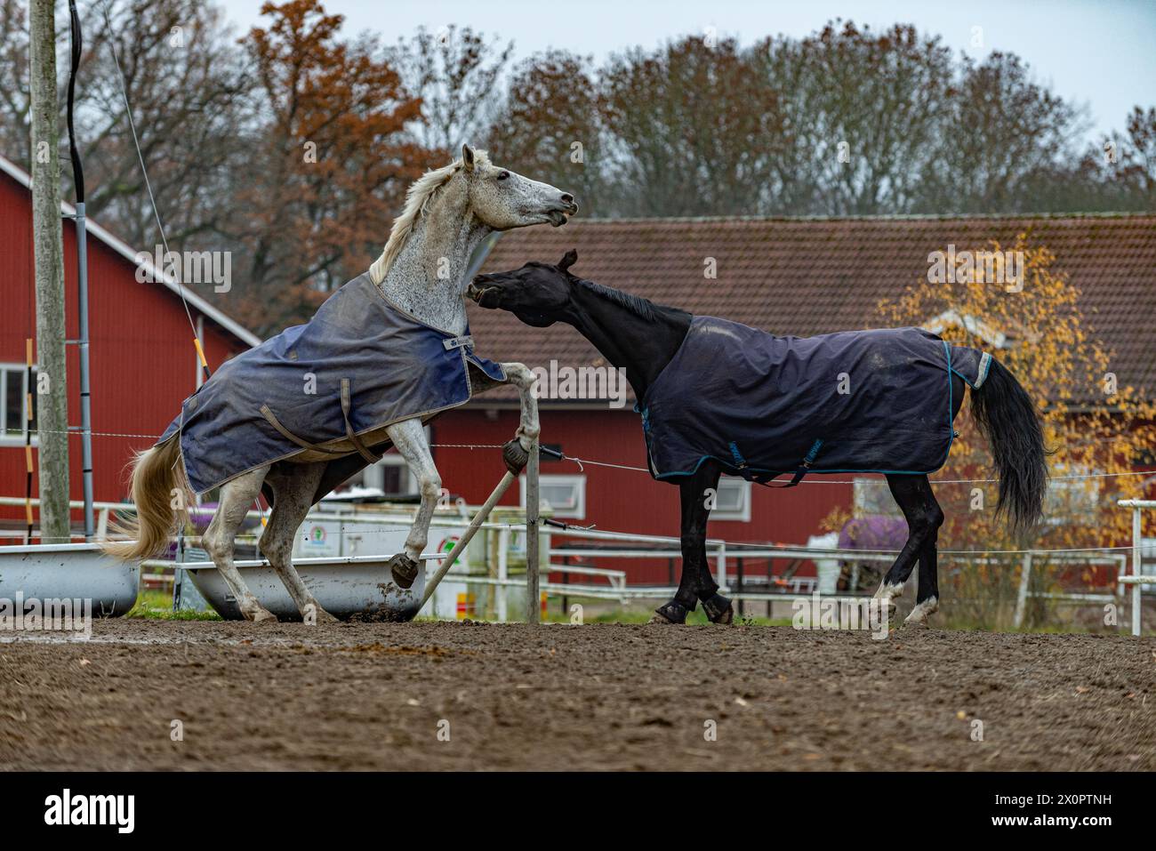 Horses in motion playing around in the stables covered with fly sheets ...