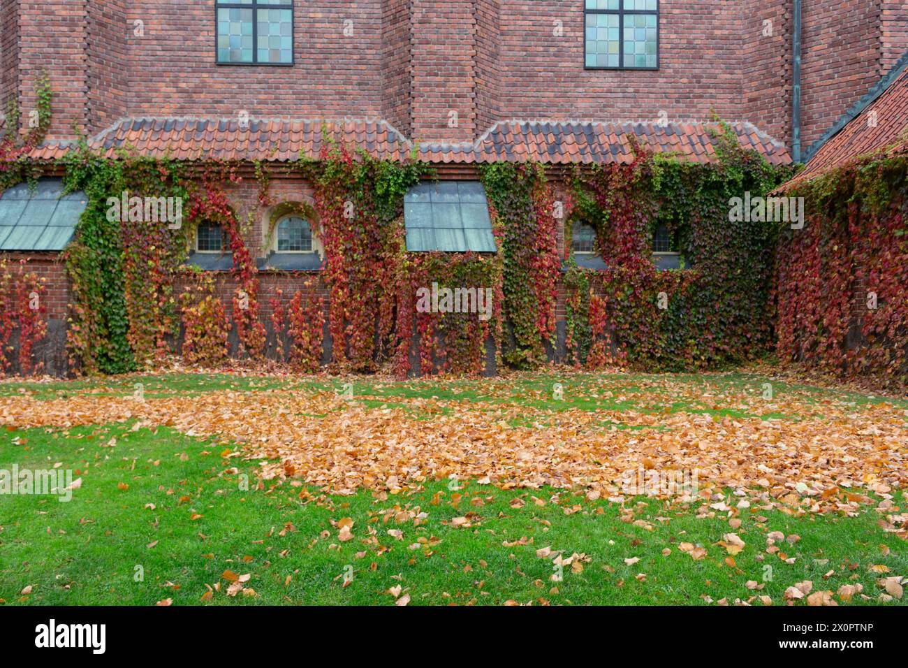 Ivy growing house wall autumn architecture hi-res stock photography and ...