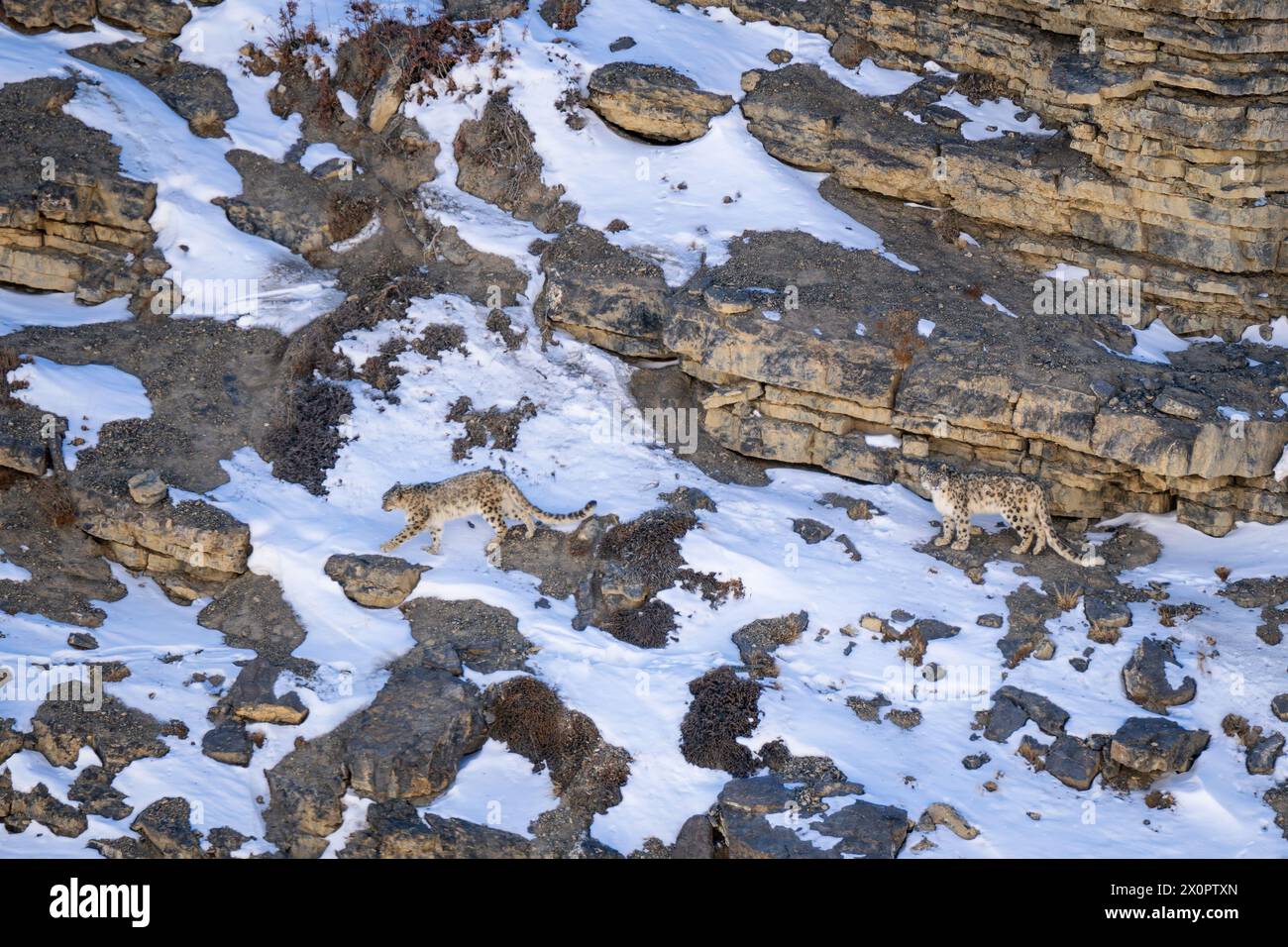 Snow Leopard - Panthera uncia, beautiful iconic large cat from Asian ...