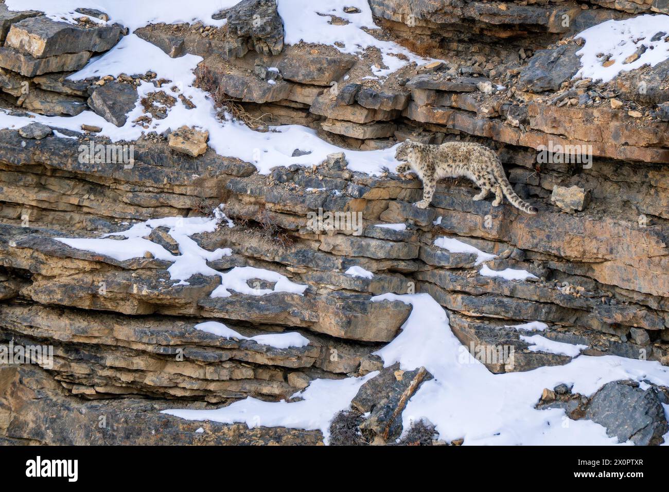 Snow Leopard - Panthera uncia, beautiful iconic large cat from Asian ...