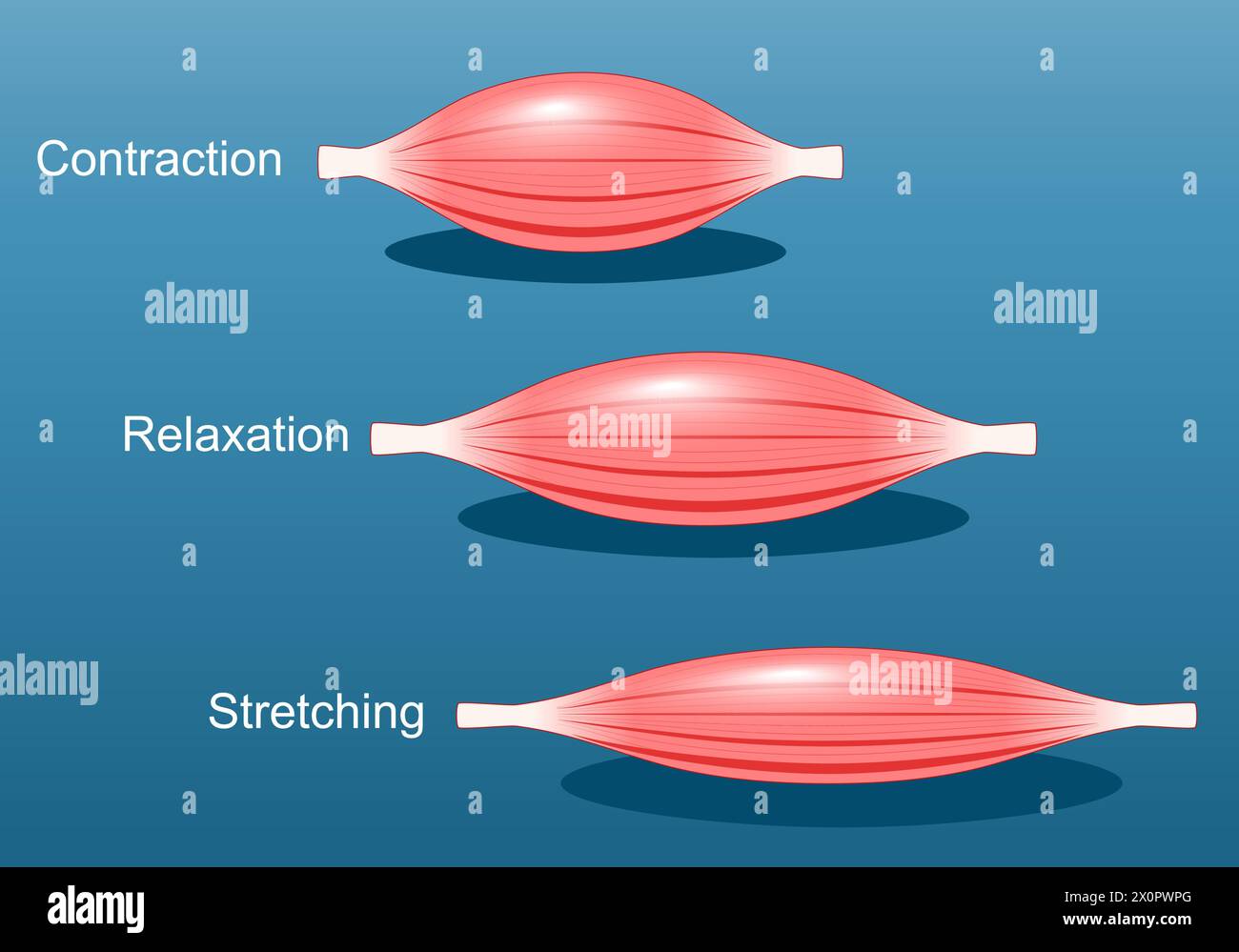 Muscle relaxation, stretching, and contraction. Close-up of a Skeletal muscle fiber. Isometric ...