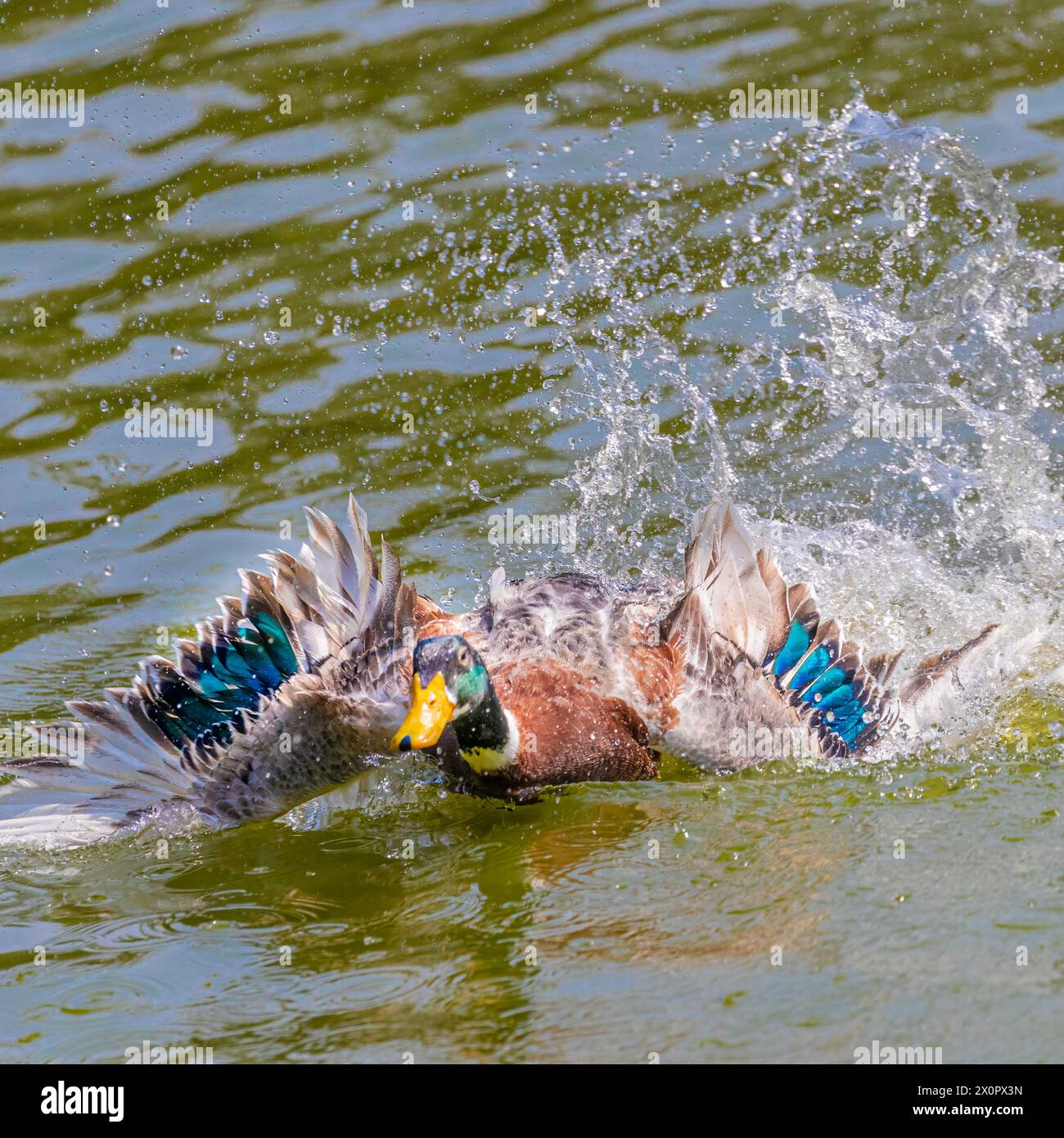 A splash in water by duck Stock Photo - Alamy