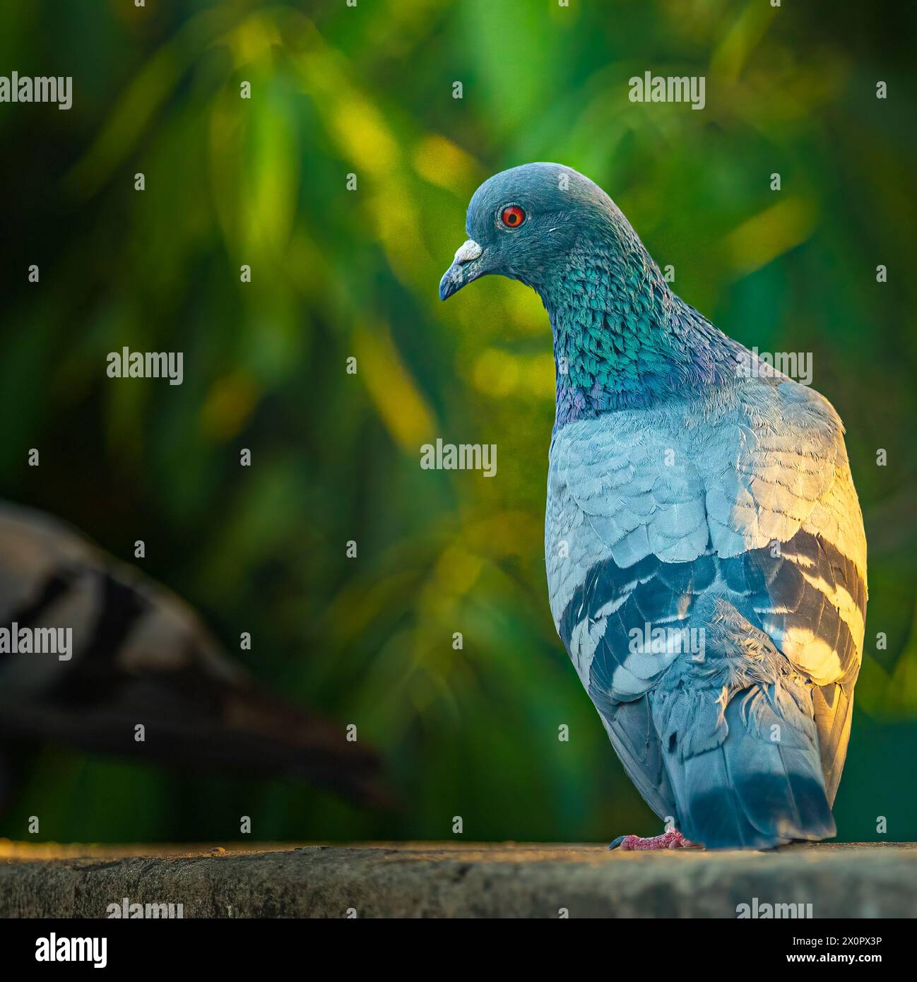 A Pigeon sitting on a wall Stock Photo - Alamy