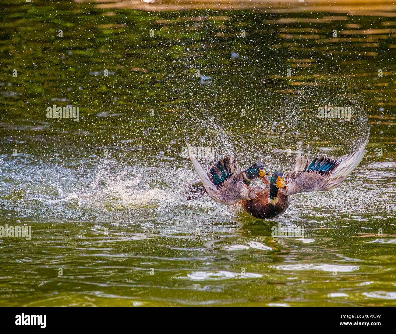 Super ducks hi-res stock photography and images - Alamy