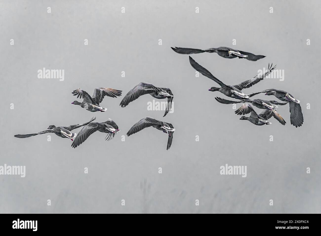 Grey goose in flight hi-res stock photography and images - Alamy