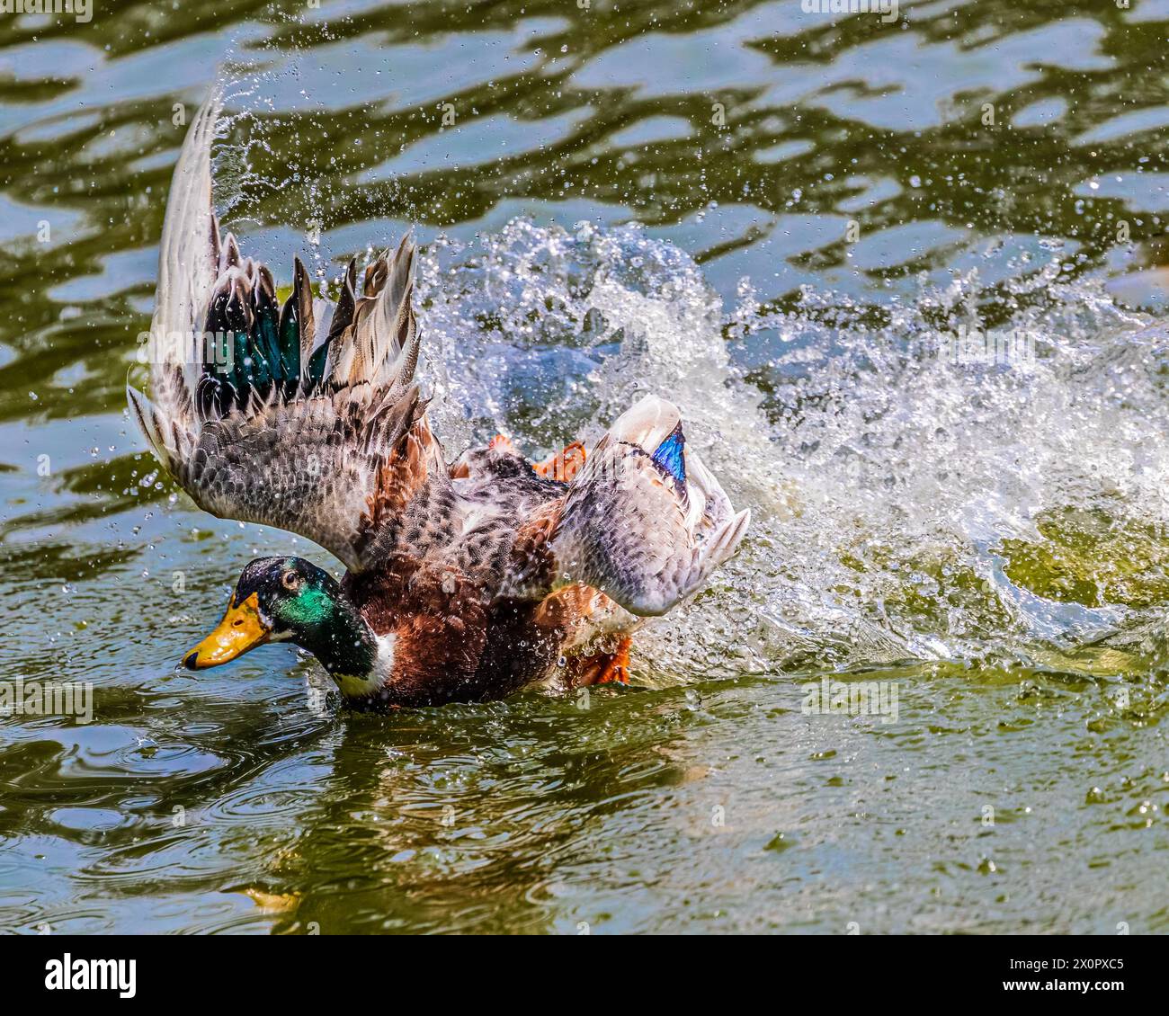 A Duck taking a flight Stock Photo - Alamy