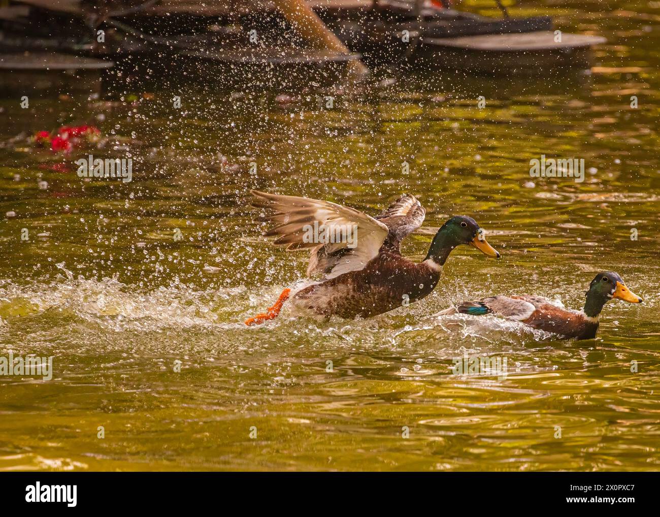 A duck chasing a female duck for mating Stock Photo - Alamy