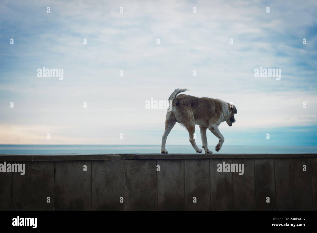 Big stray dog hi-res stock photography and images - Alamy
