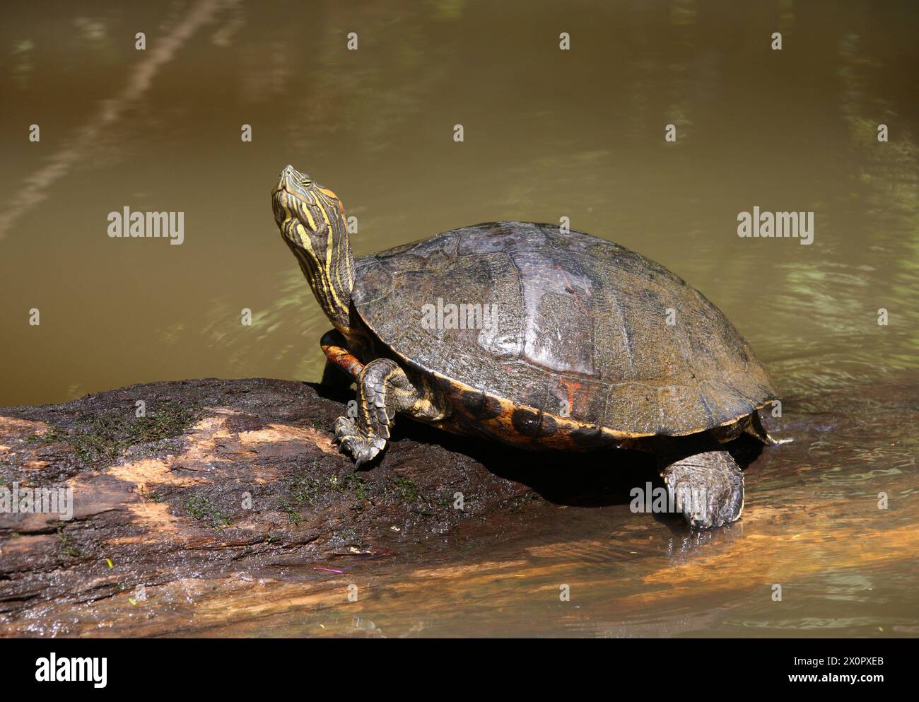 Red-eared Slider or Red-eared Terrapin,Trachemys scripta elegans ...