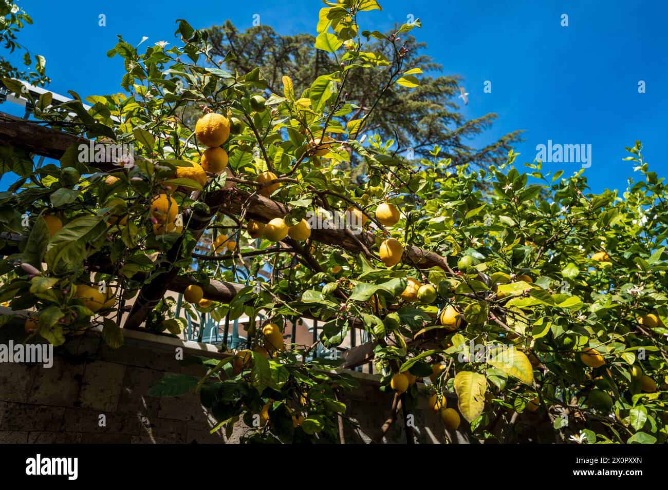 Lemon trees in Sorrento, Italy Stock Photo - Alamy
