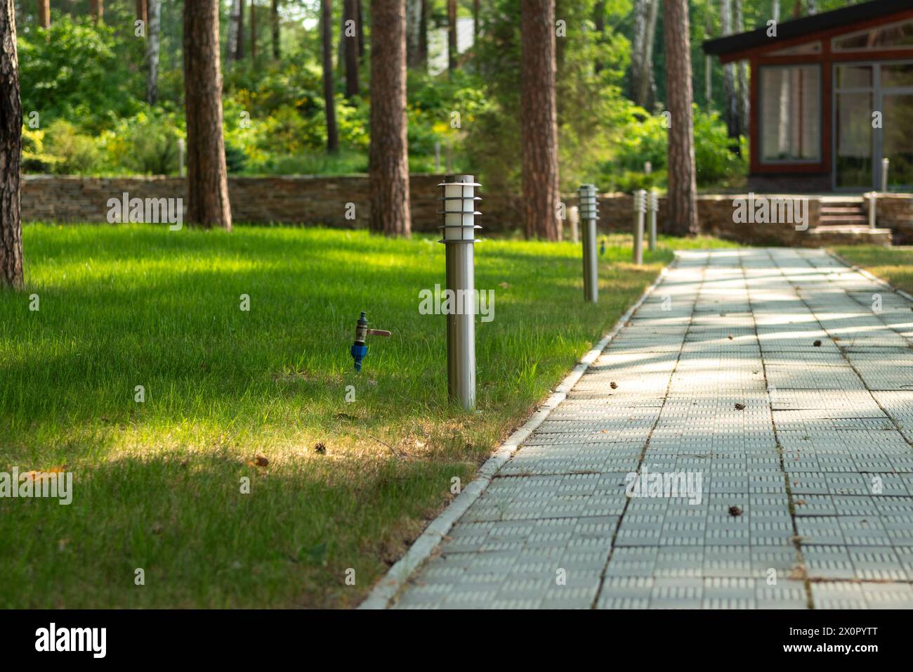 Stone path through serene forest park, lush green grass on one side ...