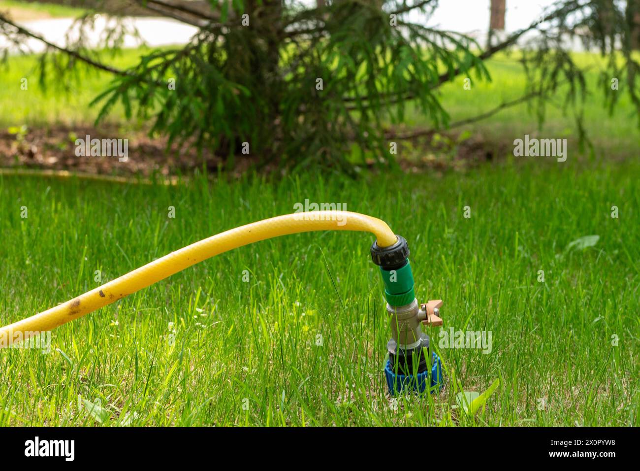 Yellow garden hose and sprinkler attached on lush green lawn. Curved ...