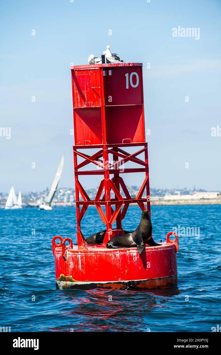 Seal on bright red red navigation mark in San Diego, California Stock ...