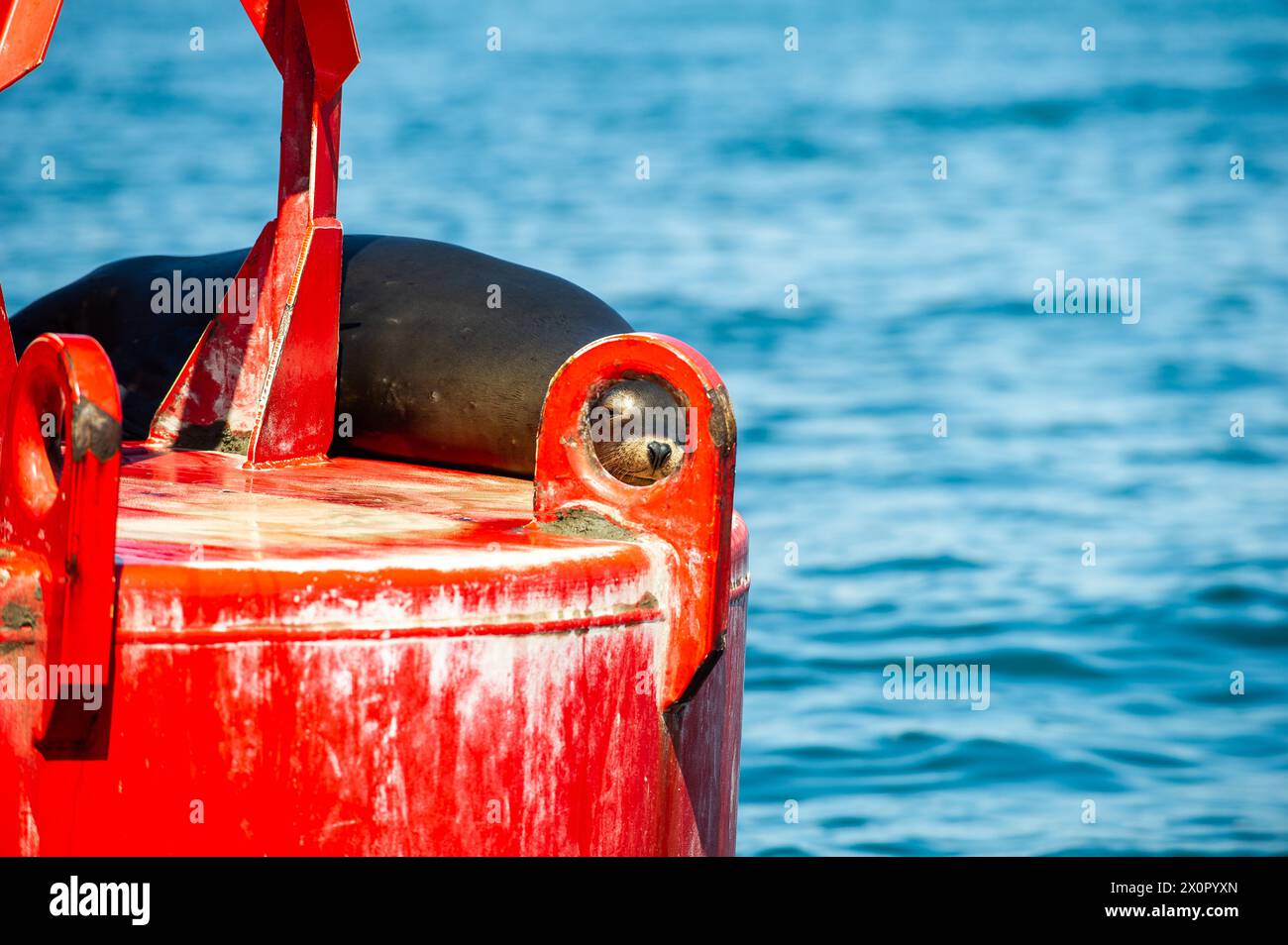 Seal on bright red red navigation mark in San Diego, California Stock ...