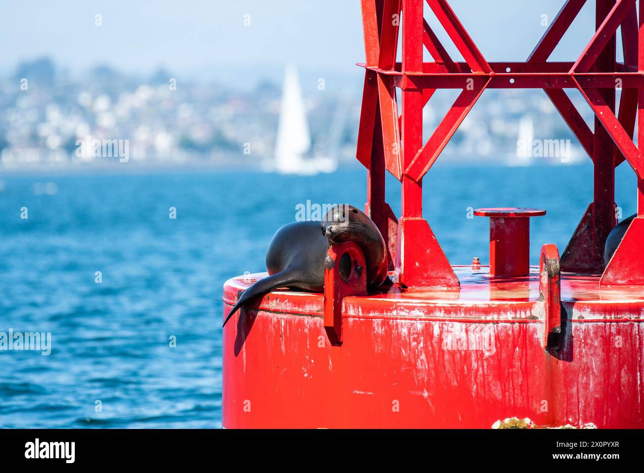 Seal on bright red red navigation mark in San Diego, California Stock ...