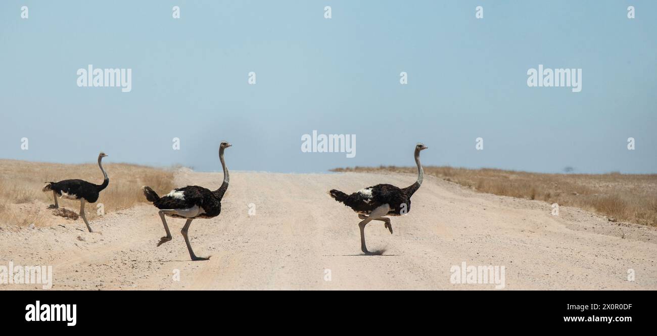 Three ostrich running across a Namibian dirt road Stock Photo - Alamy