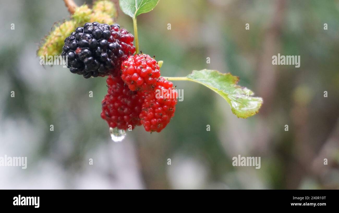 Mulberries after the rain, in Indonesia we call them Murbei. Blackberries Ripe berries and ...
