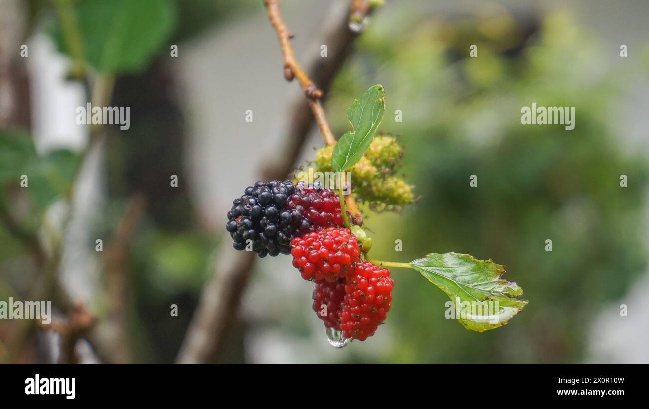 Murbei hi-res stock photography and images - Alamy