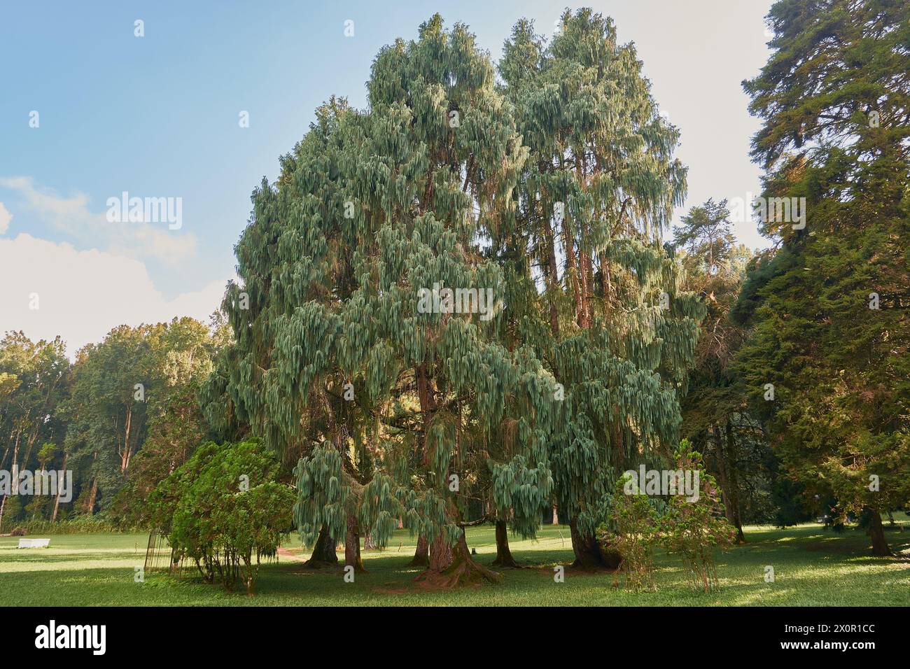 Giant Pine Tree in Bali Botanical Garden Stock Photo - Alamy