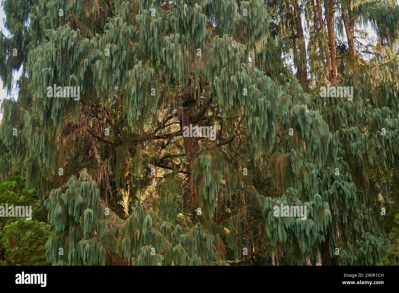 Giant Pine Tree in Bali Botanical Garden Stock Photo - Alamy