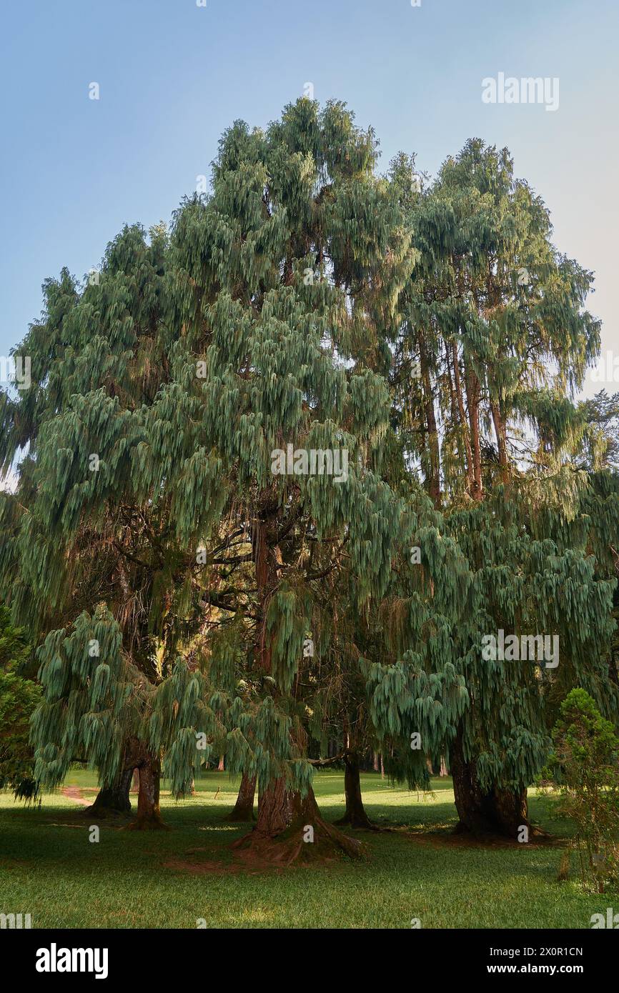Giant Pine Tree in Bali Botanical Garden Stock Photo - Alamy