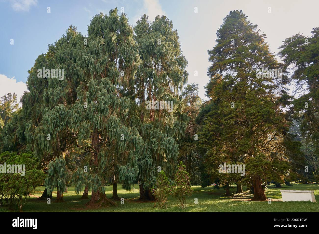 Giant Pine Tree in Bali Botanical Garden Stock Photo - Alamy