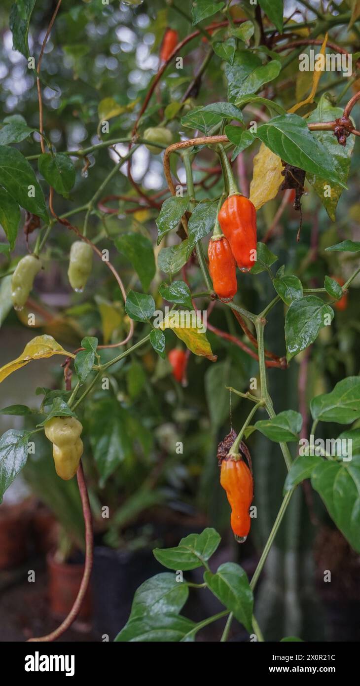 Chili tree with a spicy taste in red and yellow Stock Photo - Alamy