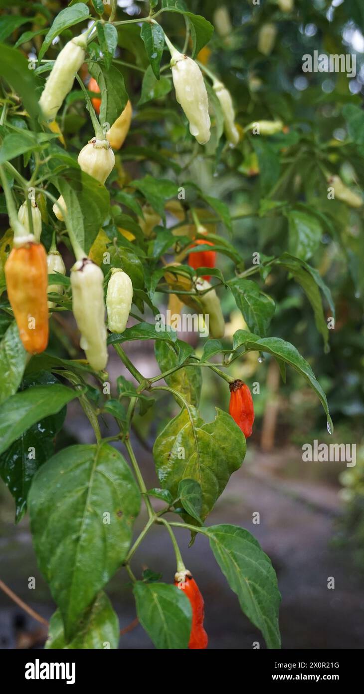 Chili tree with a spicy taste in red and yellow Stock Photo - Alamy