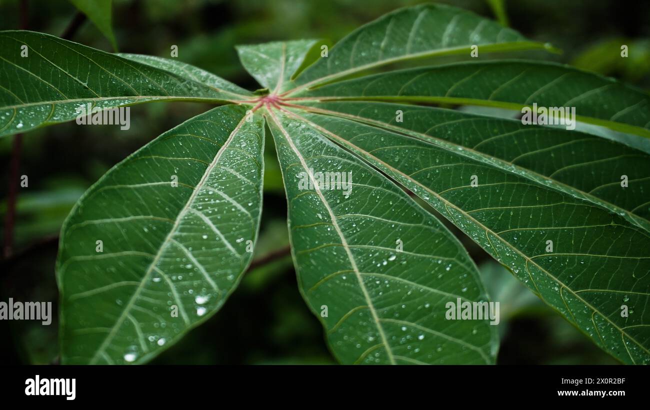 Cassava leaf after rain Stock Photo - Alamy