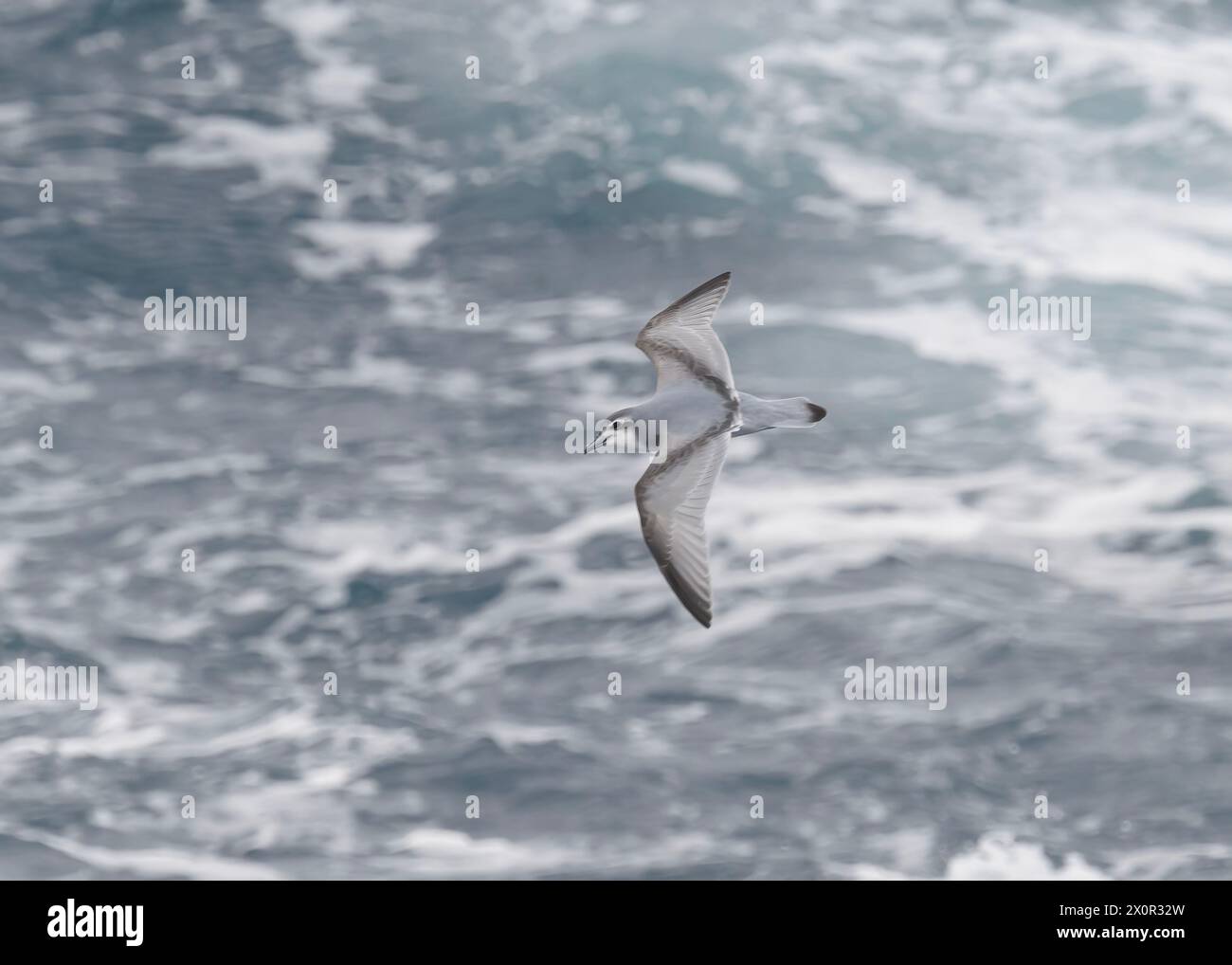 Prion Antarctic (Thalassoica antarctica), in flight, southern ocean ...