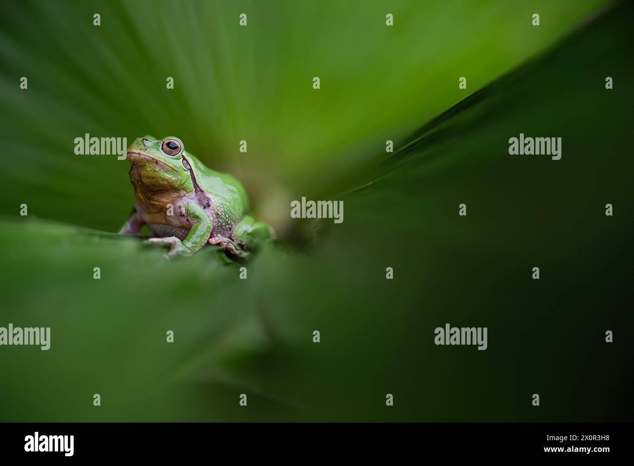 Italian tree frog inside a palm leaf (Hyla intermedia Stock Photo - Alamy