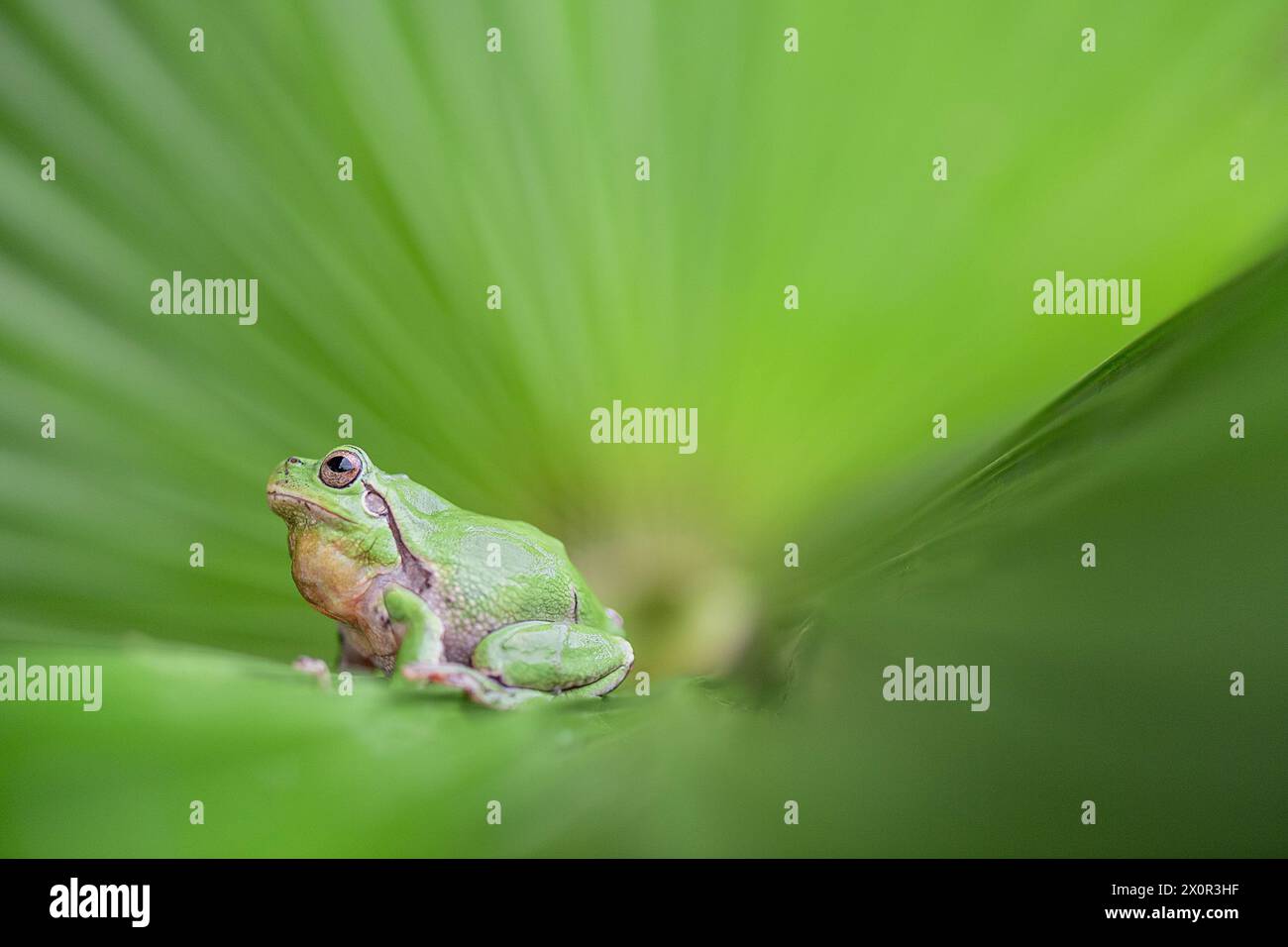 On a palm leaf, fine art portrait of Italian tree frog (Hyla intermedia ...