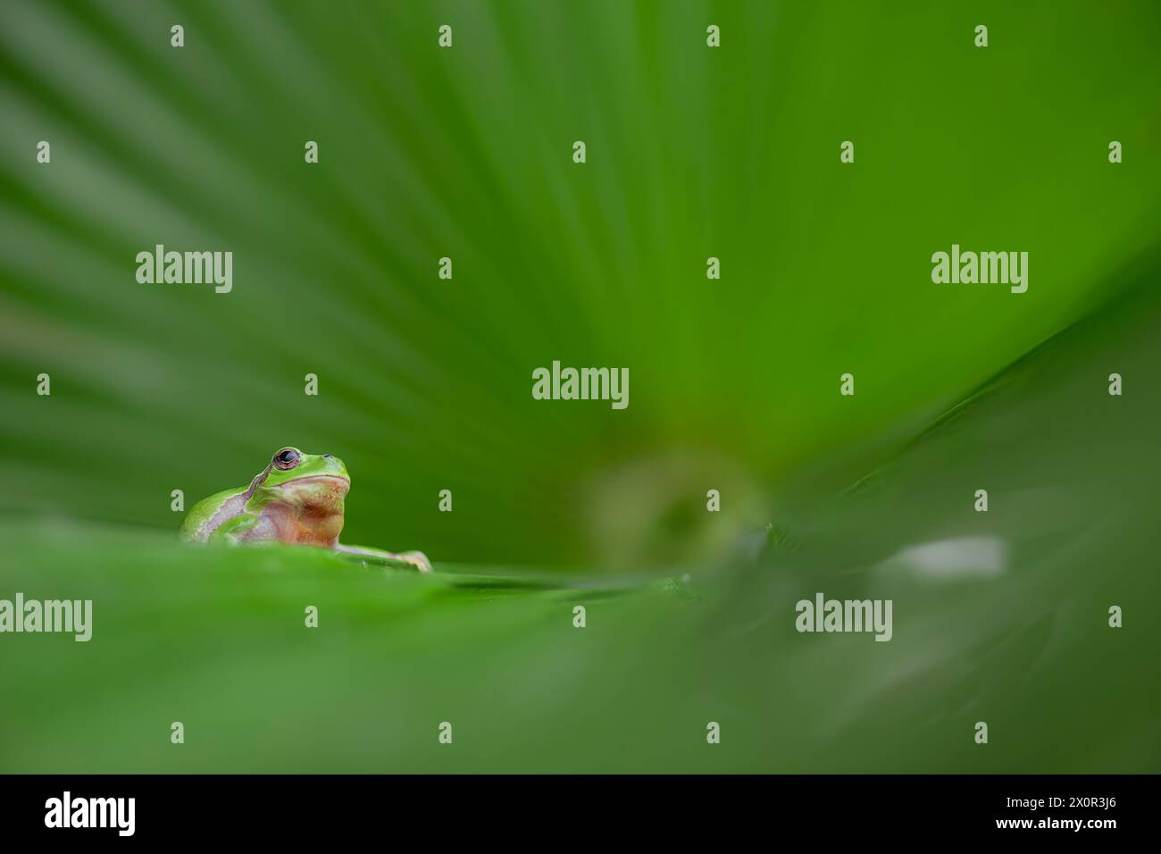 Italian tree frog hi-res stock photography and images - Alamy