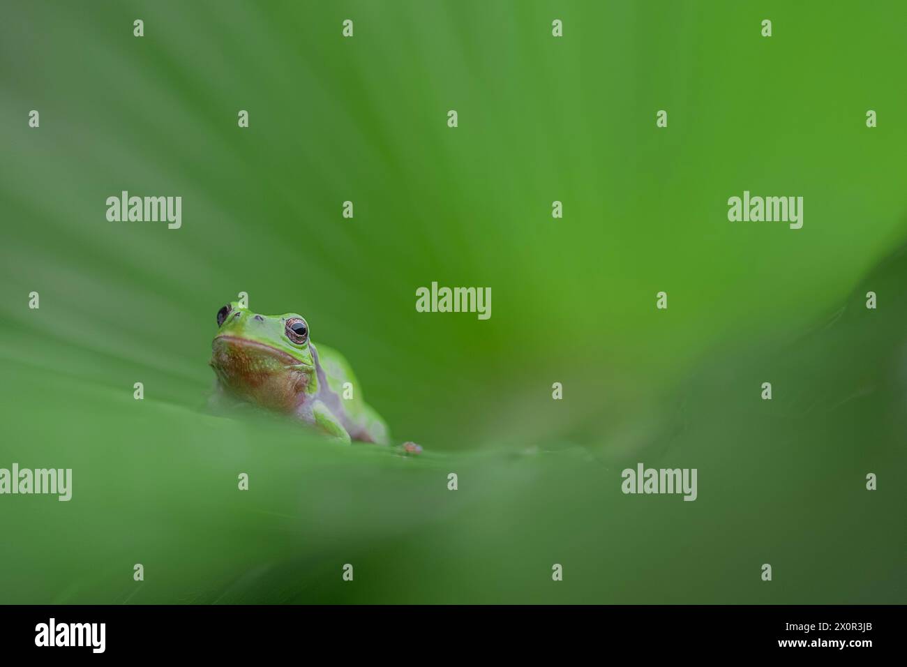 Italian tree frog inside a palm leaf (Hyla intermedia Stock Photo - Alamy