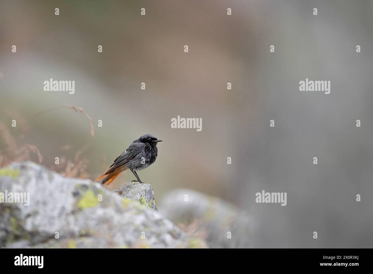 Young black redstart male, fine art portrait (Phoenicurus ochruros ...